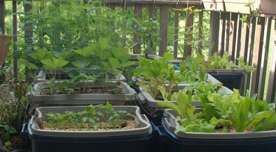 Easy Step-By-Step Container Gardening – Create a Thriving Vegetable ...